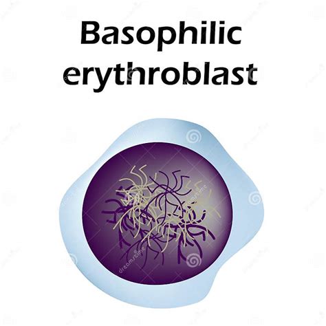 A Estrutura Do Eritrócito Eritrócitos Estrutura Do Glóbulos Vermelhos