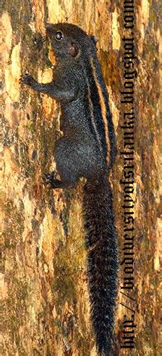 Biodiversity Of Sri Lanka මූකලන් ලේනා Mookalan Lena Sri Lanka Flame Striped Jungle Squirrel