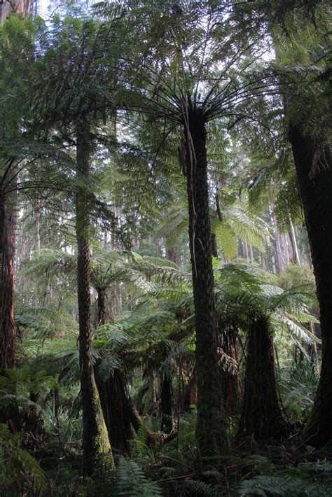Fern Fossil Data Clarifies Origination And Extinction Of Species R