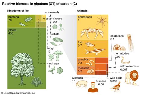 Biomass Definition Types And Facts Britannica