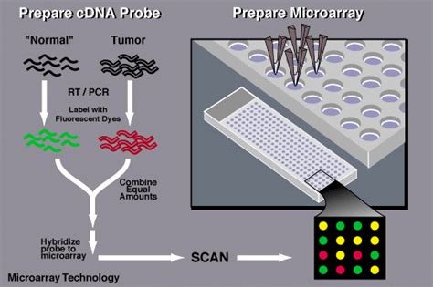 Figure 2 Dna Microarray Generation A Proper Approach On Dna Based Computer Science And