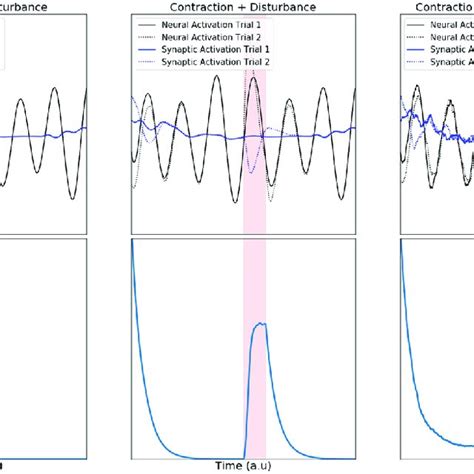 contracting dynamics of neural and synaptic activity euclidean
