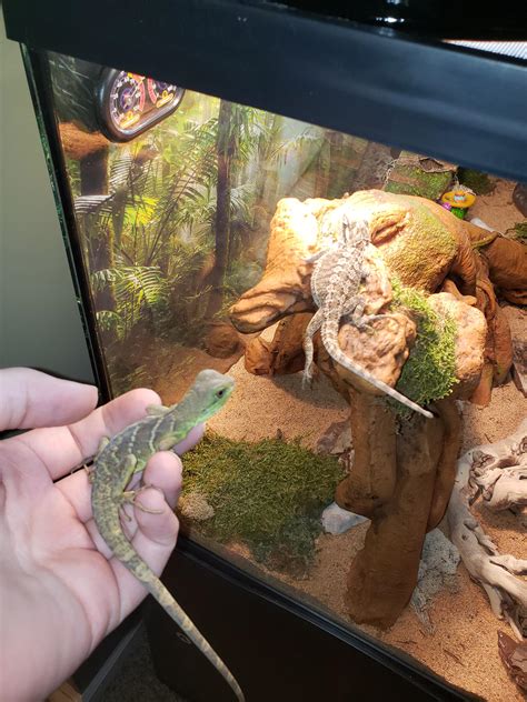 Treecko And His Bubba Yoshi R Chinesewaterdragons