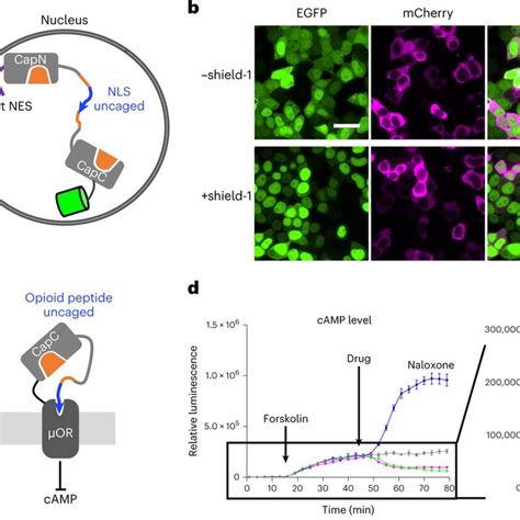 Applying Caps To Cage Nls Peptide And Opioid Peptide A Scheme Of Caps Download Scientific