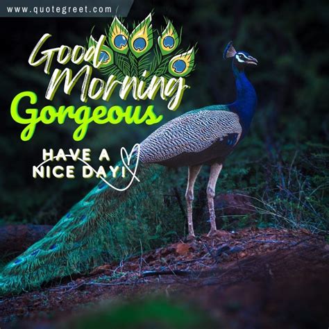 33 2024 Beautiful Good Morning Peacock Images Quotes Greetings Quotesx