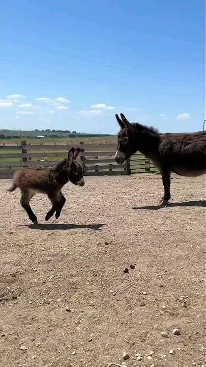 حمار صغير يلعب مع امه 😅 Youtube