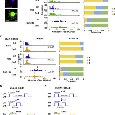 Enhancer H3k27ac Promotes Fos Transcriptional Elongation By Recruiting Brd4 Download