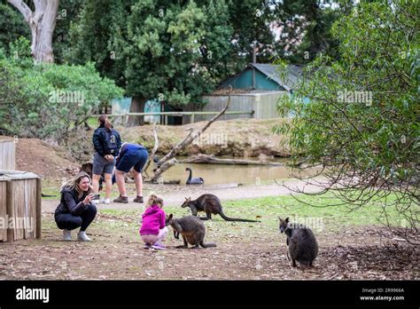 Mother Is Using Smart Photo To Take Photo For Girl To Feed Swamp