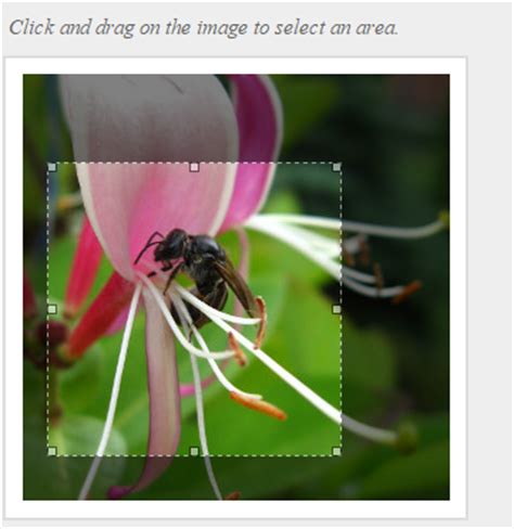 Best JQuery Image Crop And Resize Plugins With Examples ASP NET C NET VB NET JQuery