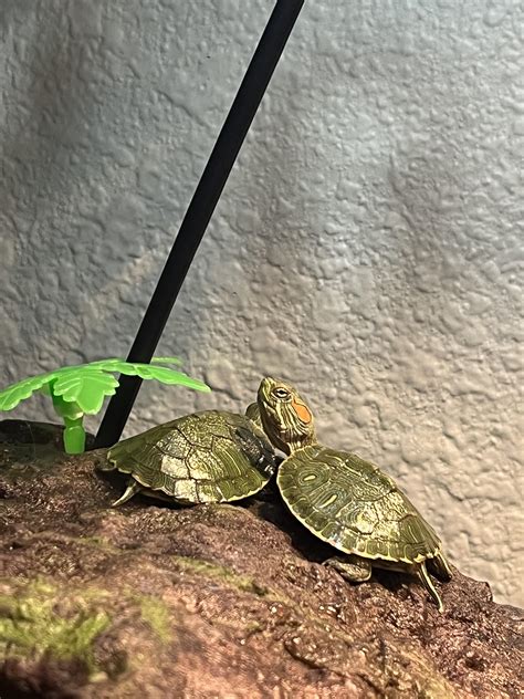Can Someone Help Me Identify What Type Of Turtles They Are They Were