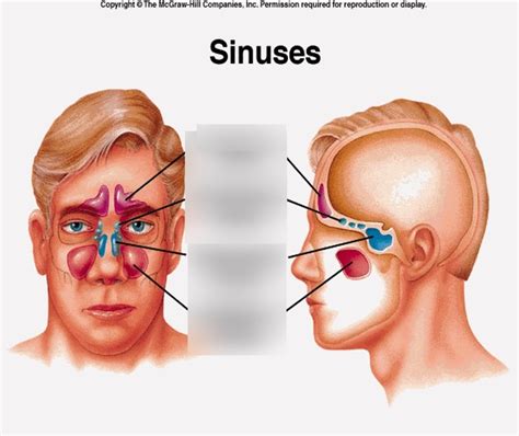 Sinuses Diagram Quizlet
