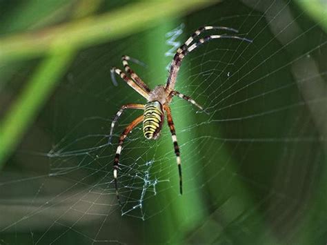 Отровен паяк се скри в обувката на мъж ухапа го