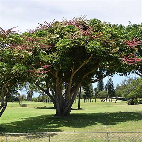 Schefflera Actinophylla Nbatat