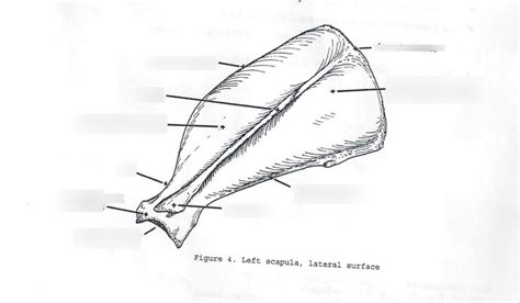 Scapula Diagram Quizlet