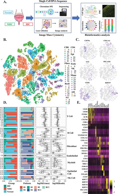 a schematic diagram of scrna‐seq analysis workflow bladder tissues