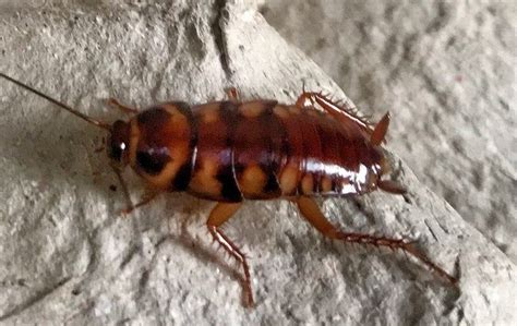 Brown Banded Cockroach Identification And Prevention In Elizabeth City