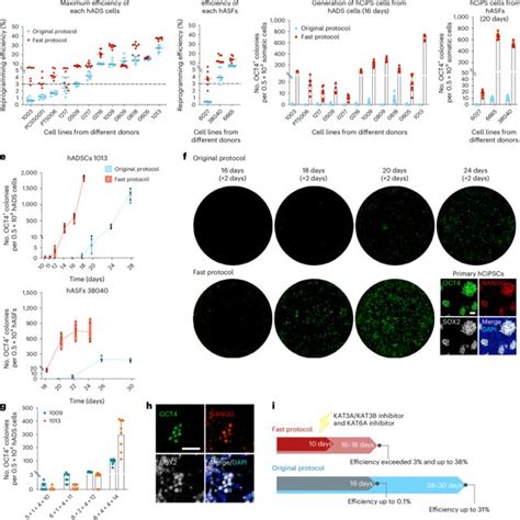 a rapid chemical reprogramming system to generate human pluripotent