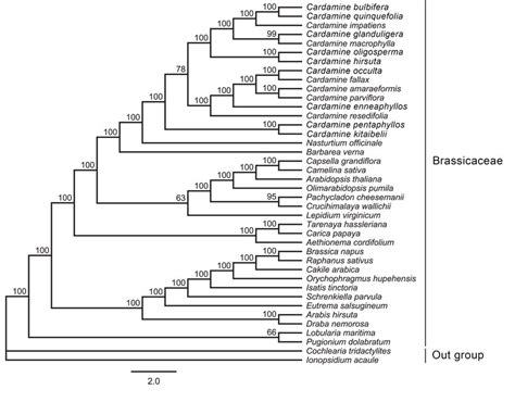 molecular phylogenetic tree based on 68 protein coding genes of 40 download scientific diagram