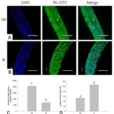 The Root Cell Size Is Reduced Greatly Under Enhanced UV B Treatment Download Scientific