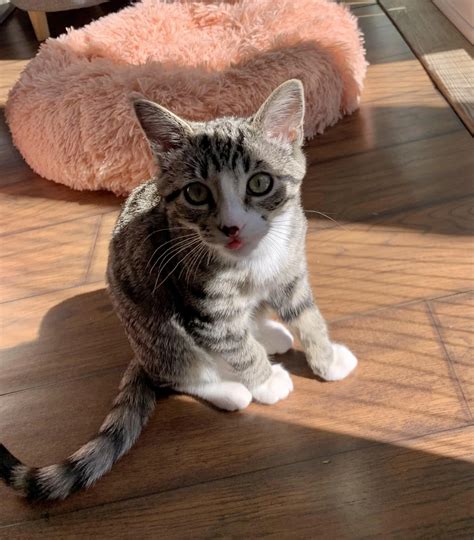 She Sometimes Forgets To Bring Her Tongue Back In Resulting In Many A Blep Scrolller
