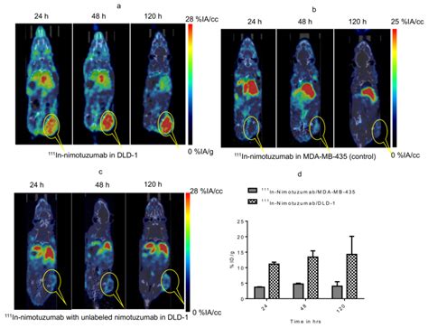 Micro Spcet Ct Imaging Of Domain Iii Binding Of ¹¹¹in Nimotuzumab In Download Scientific