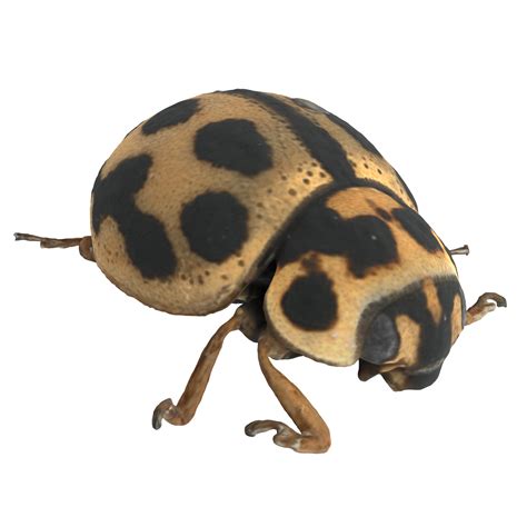Beetle Isolated On Transparent PNG