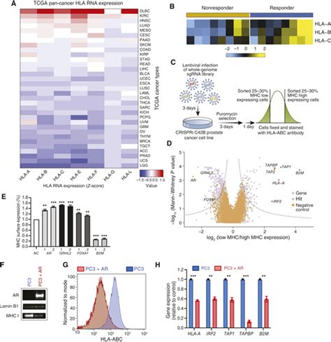 Androgen Receptor Inhibition Increases Mhc Class I Expression And Improves Immune Response In