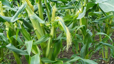 How To Grow Sweet Corn A Guide To Planting Corn On The Cob Gardeningetc