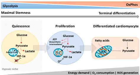 Stem Cell Biotechnology 101 Differentiation And Lineage Commitment