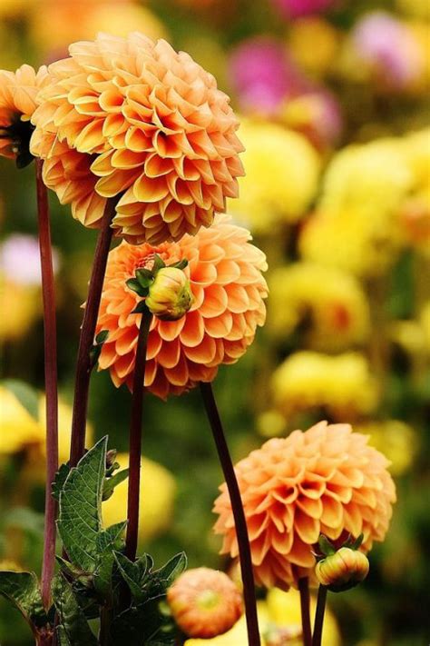 Potted Dahlias How To Plant Care For And Overwintering Bliss And Blooms