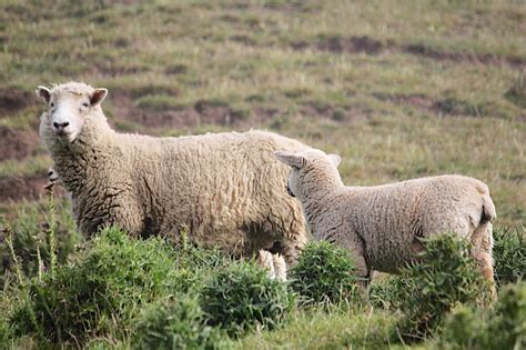 Moutons En Nouvelles Zélande
