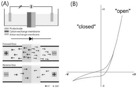 A Illustration Of How Rectification Effects Can Be Formed By Download Scientific Diagram