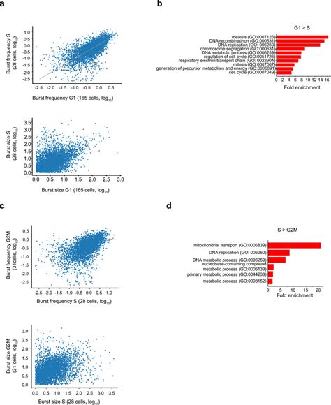 Inference Of Kinetics In Different Phases Of The Cell Cycle A C Download Scientific Diagram