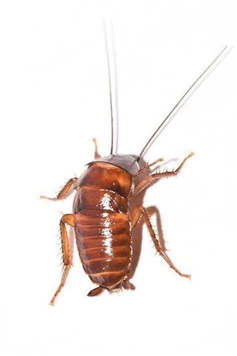 Cockroach Pictures Nyc Bronx Brooklyn Queens And Long Island City