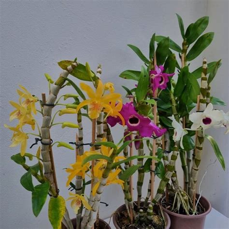 Guia Completo Da Espécie De Orquídea Dendrobium Beleza Da Primavera