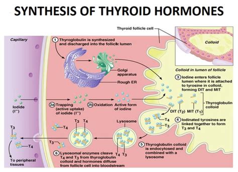 Thyroid Gland Flashcards Quizlet