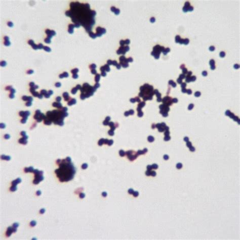 Nova Espécie De Bactéria Brachybacterium Atlanticum Descoberta Por