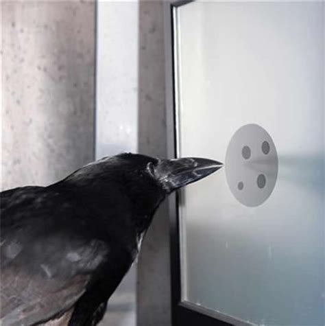 Counting Crows Neural Basis Of Numerical Ability In Crows Discovered