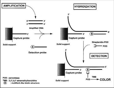 Figure 1 From Colorimetric Solid Phase Capture Hybridization Assay For