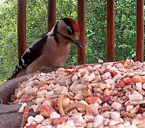 Swift Four Chamber Nest Box