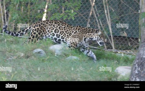Los Angeles California Usa 6th December 2024 Jaguar In Rainforest Of