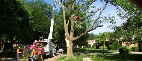 When And Why You Should Be Pruning Your Trees And Shrubs G R Tree Service