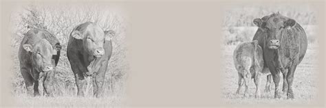 Sale Updates — Hofmann Simmental Farms