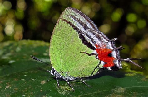 Peru 2022 Flickr