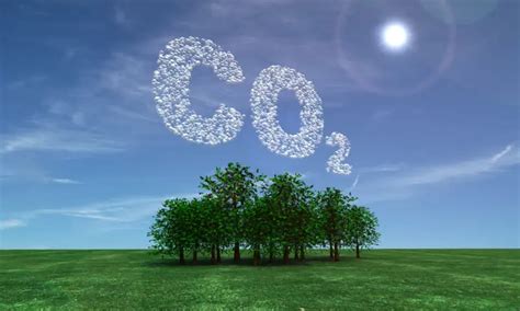 نقش کربن دی‌اکسید‌ و اکسیژن در فتوسنتز وطن‌بیو