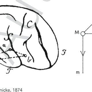 Early Models Of Neural Integration As The Basis For Cognitive Functions Download Scientific