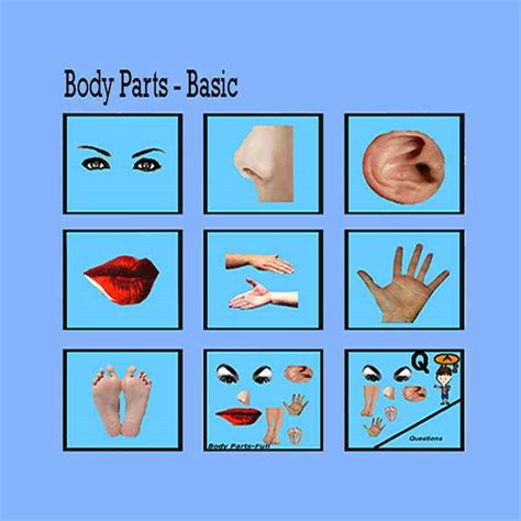 External Human Body Parts MedicineBTG Com