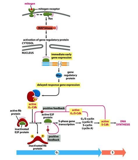 Solved According To This Graphic With An Active E2f