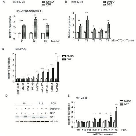 Immunologic Classification Of T All According To T Cell Differentiation