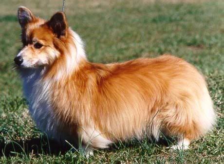 Fluffy Corgi Fluffy 2 Pinterest Coats Lost And We
